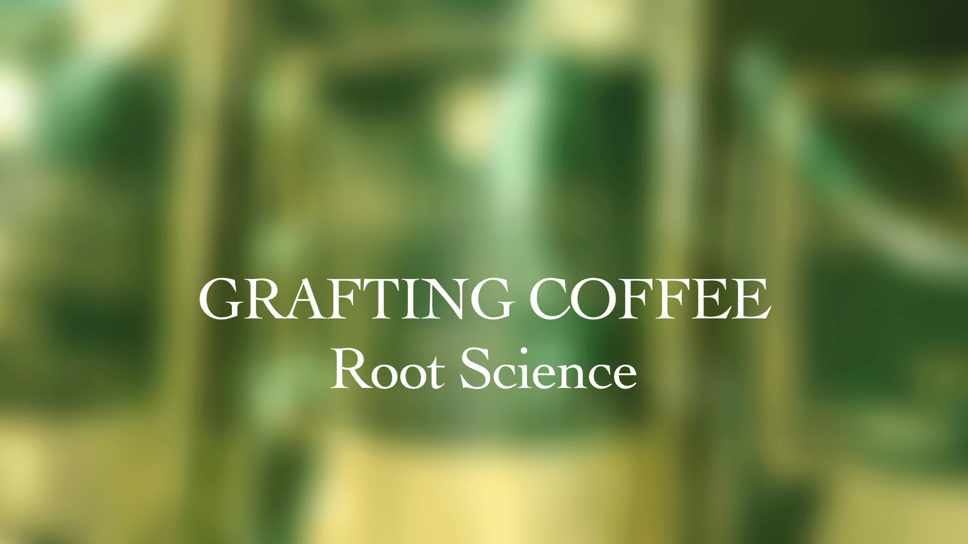 Innovative Coffee Grafting Techniques at Greenwell Farms