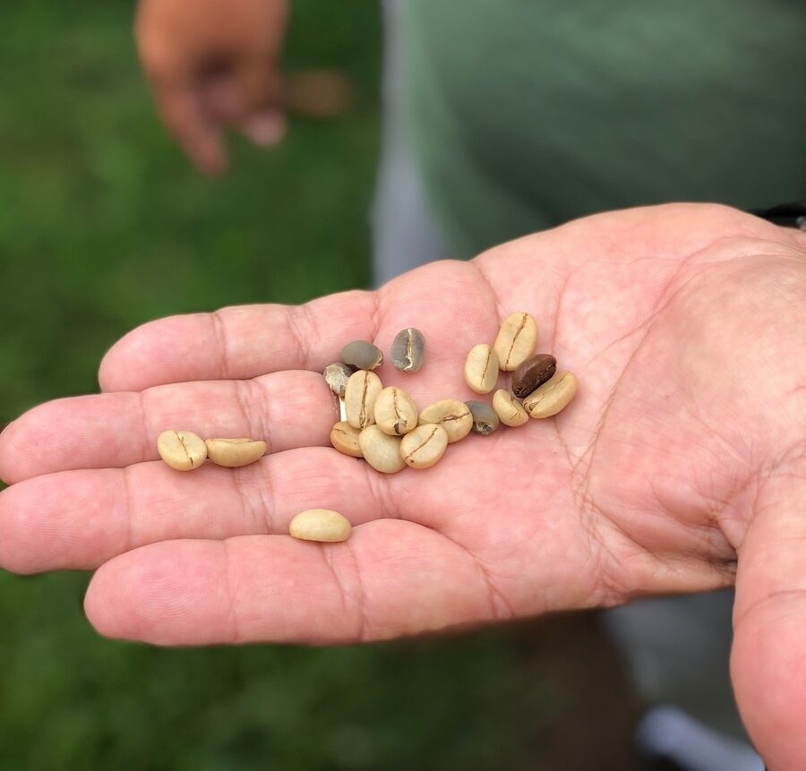 Episode 4: The Ins and Outs of Coffee Grading